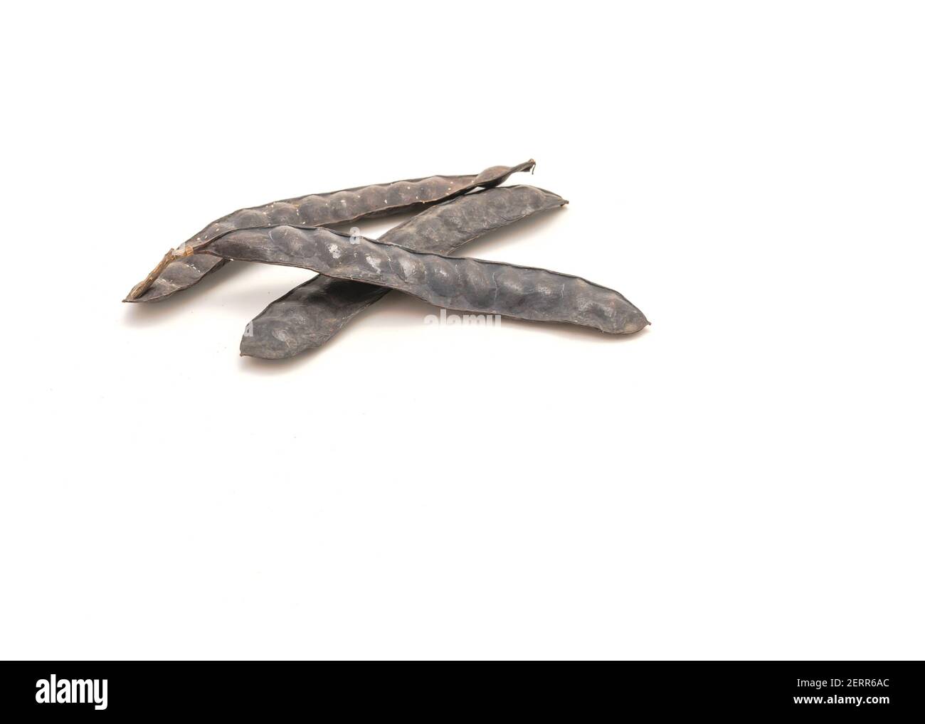 Three Albizia lebbeck black long flat pods with seed inside isolated on ...