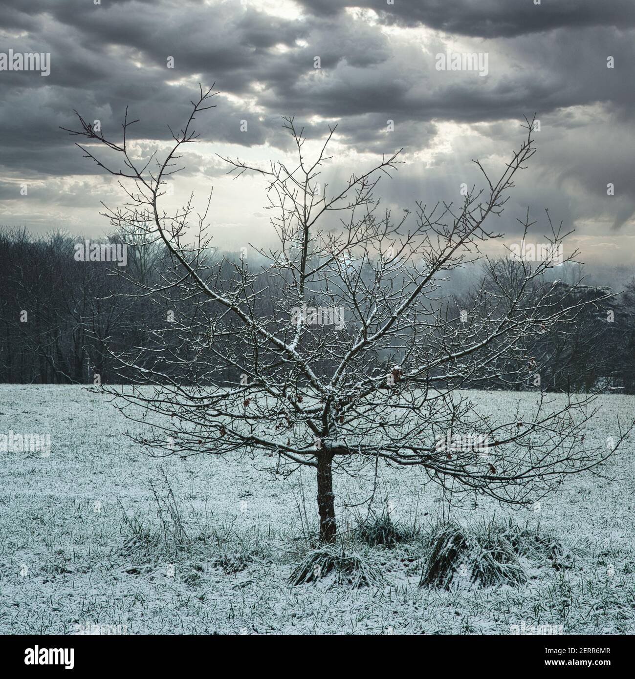 Tree sq hi-res stock photography and images - Alamy