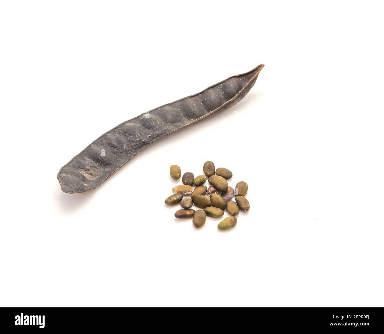 Albizia lebbeck or frywood, flea tree long fat pods with peeled seeds ...