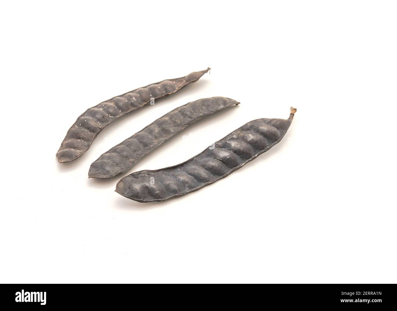 Three Albizia lebbeck black long flat pods with seed inside isolated on ...