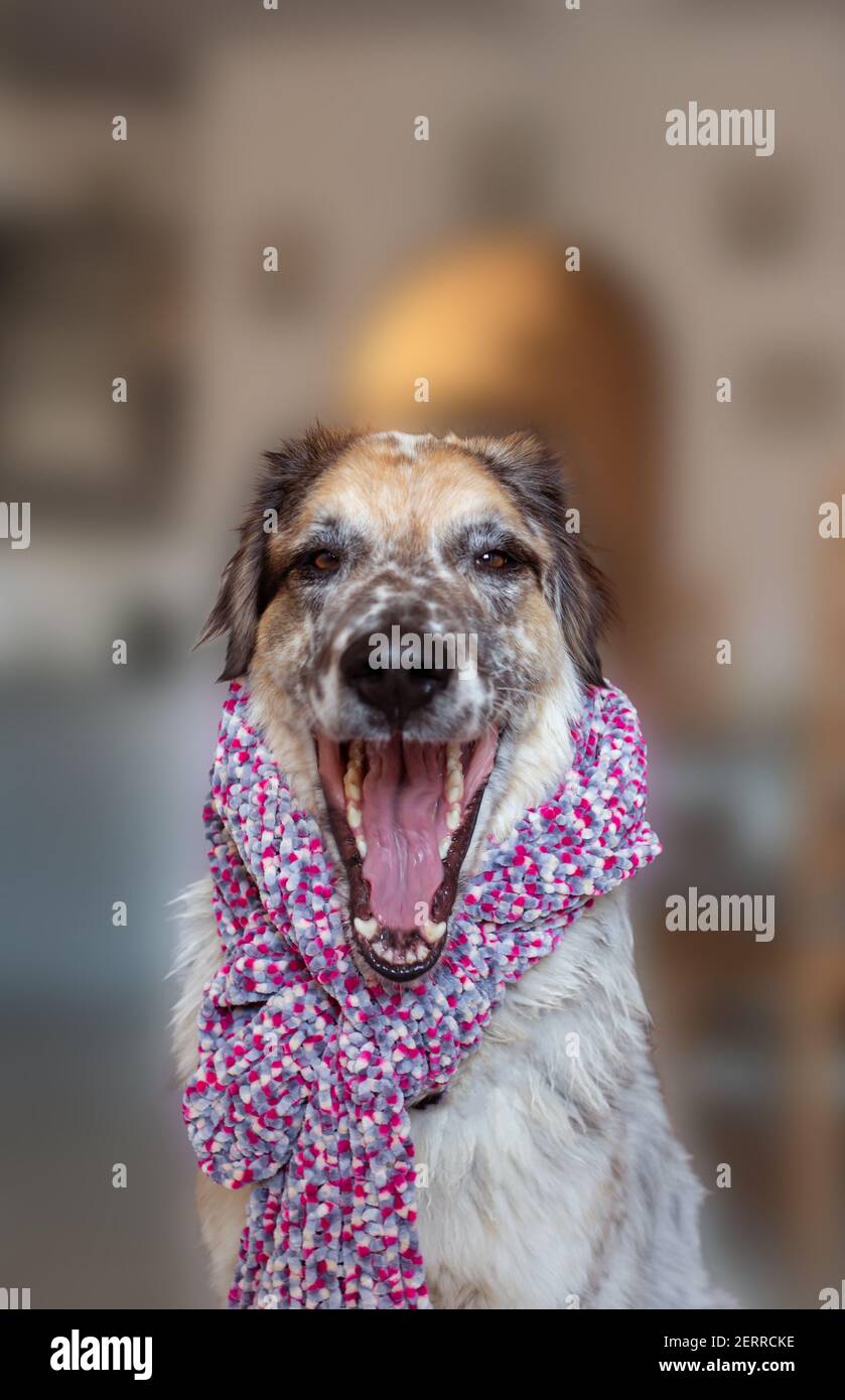 Big wide yawn hi-res stock photography and images - Alamy