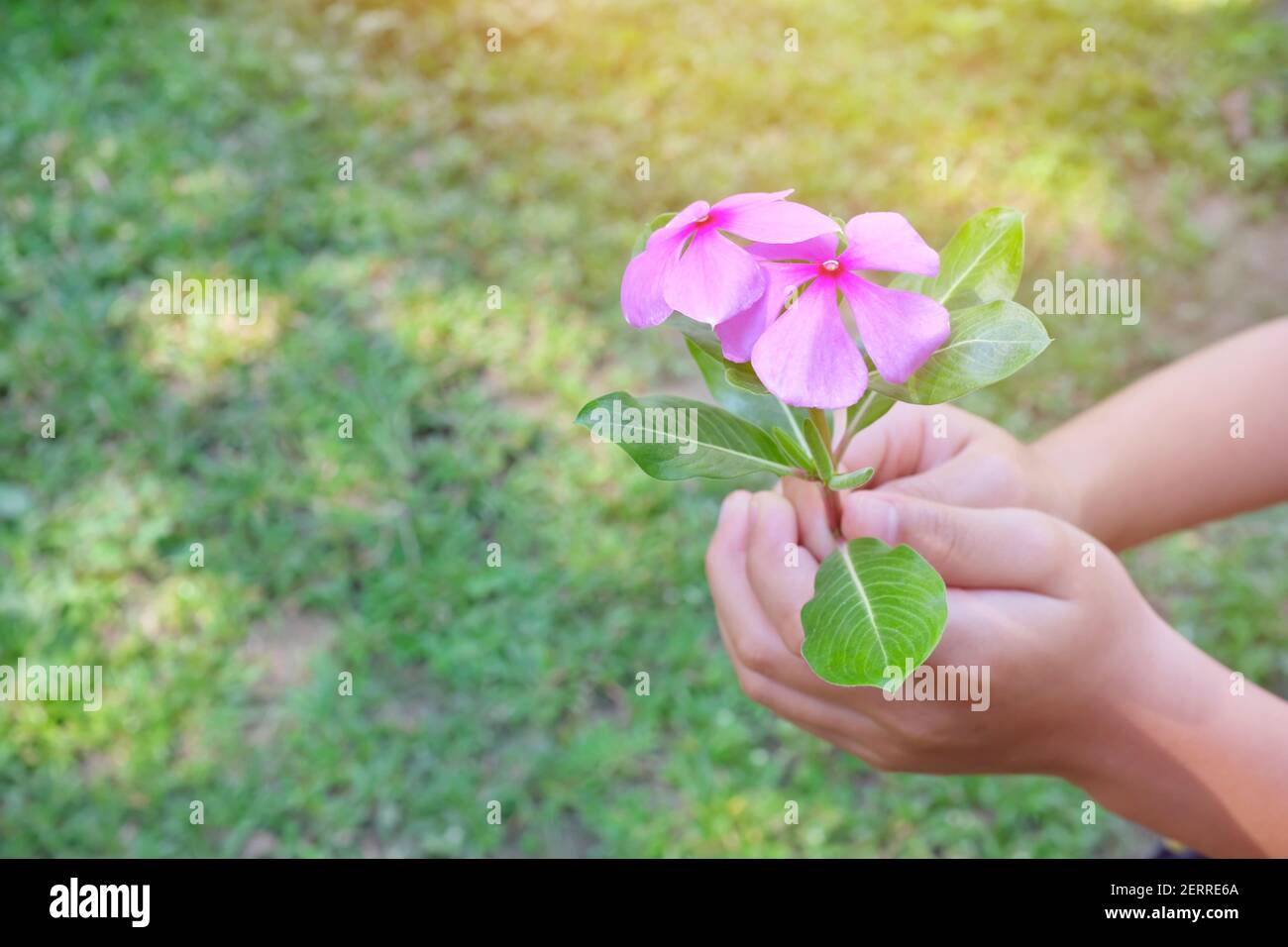 Child hand giving purple pink flowers with copy space. Kindness, caring ...