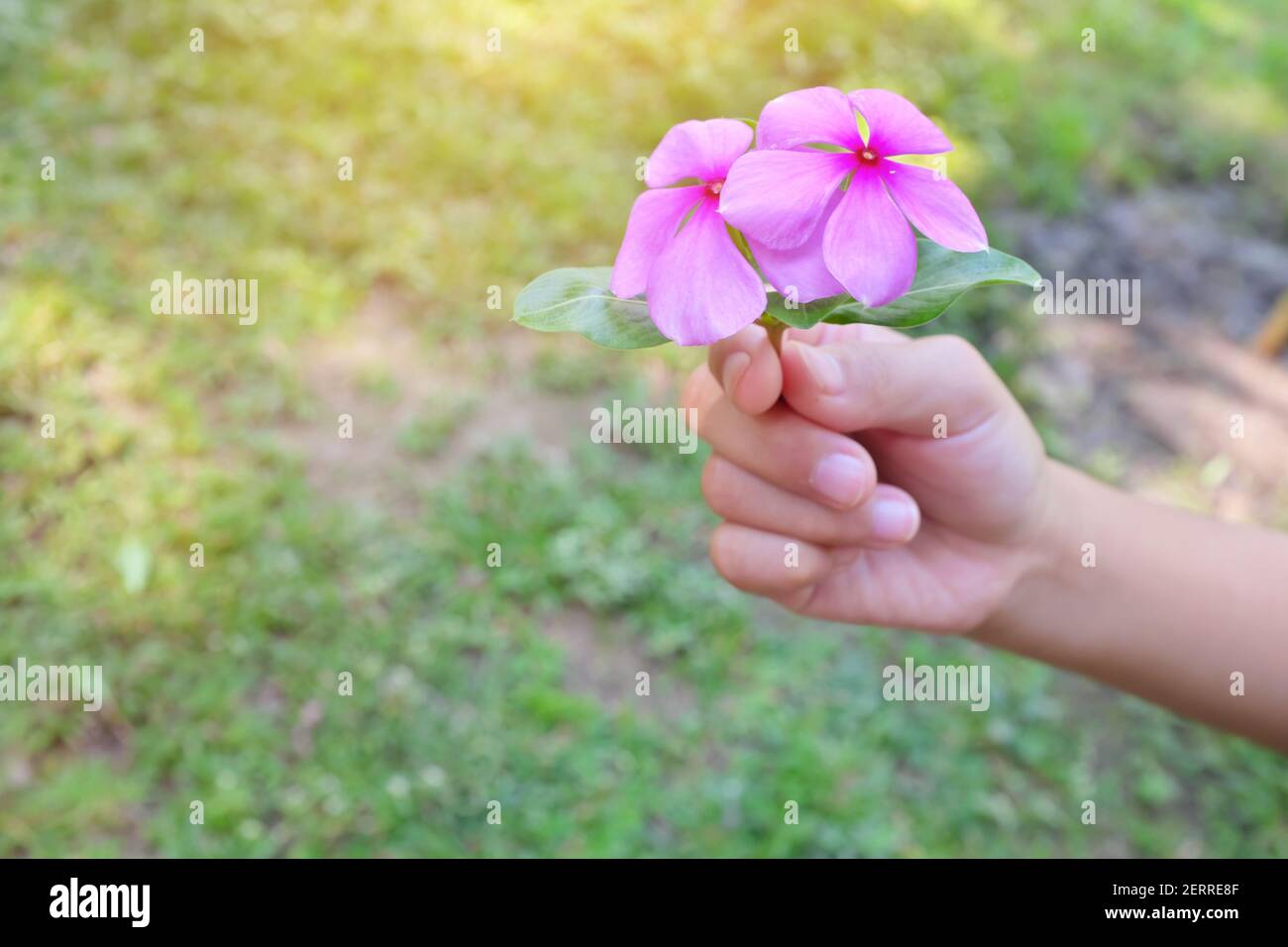 Child hand giving purple pink flowers with copy space. Kindness, caring ...