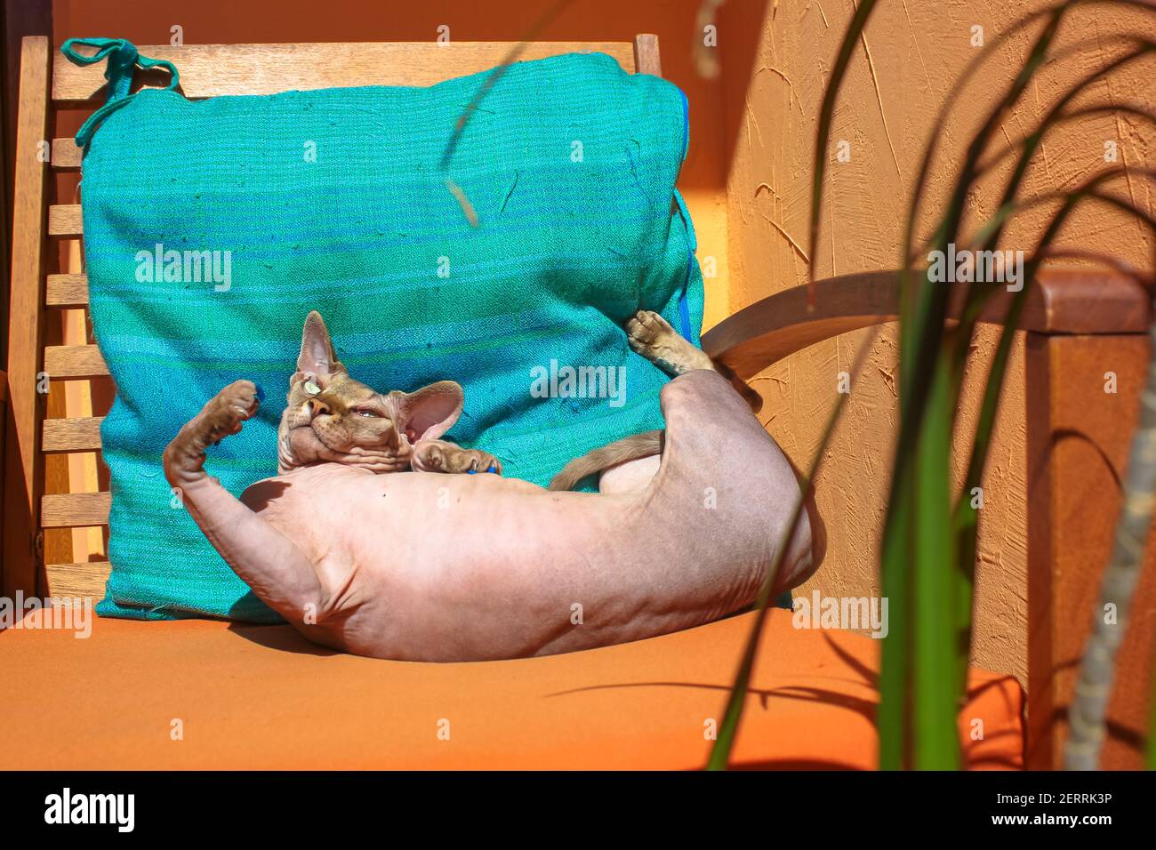 A Canadian sphynx cat with green eyes sunbathing in a funny pose in the ...