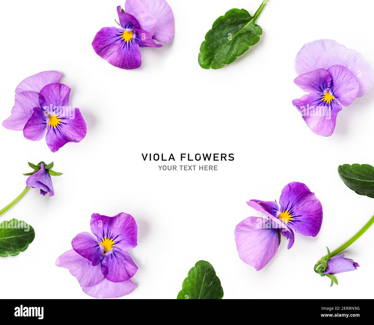 Viola pansy flower creative layout and composition. Lilac spring ...