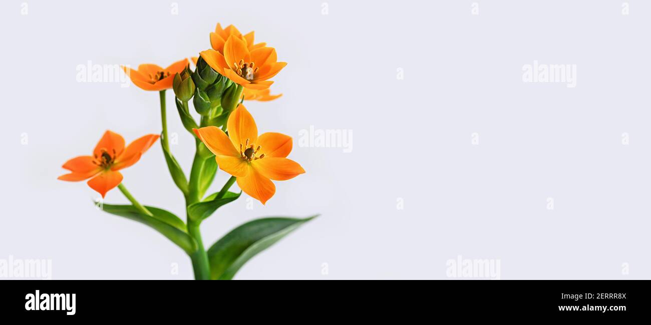Blooming yellow Ornithogalum Dubium on a white background. Copy space ...