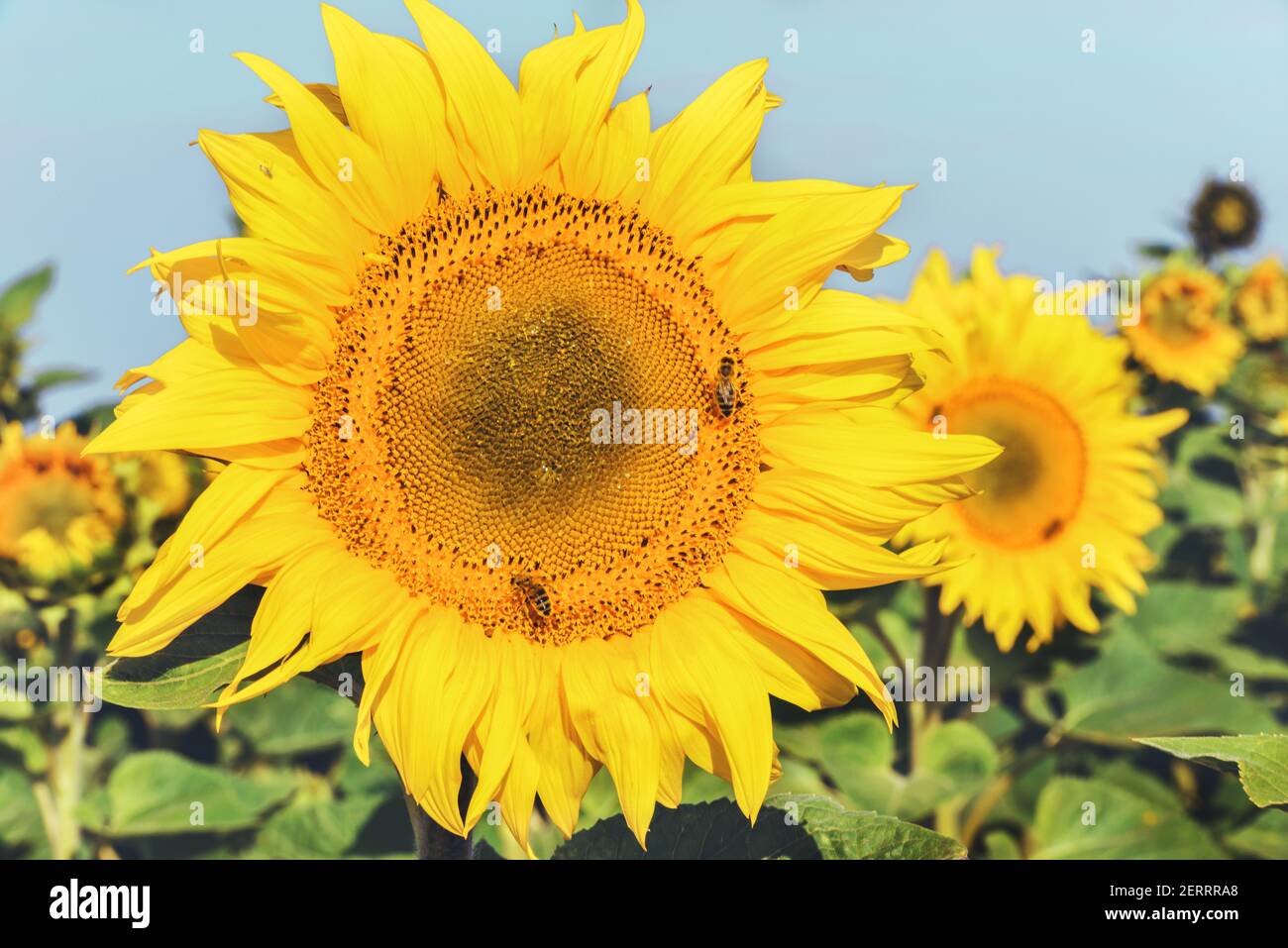 Sunflower farm scene hi-res stock photography and images - Alamy