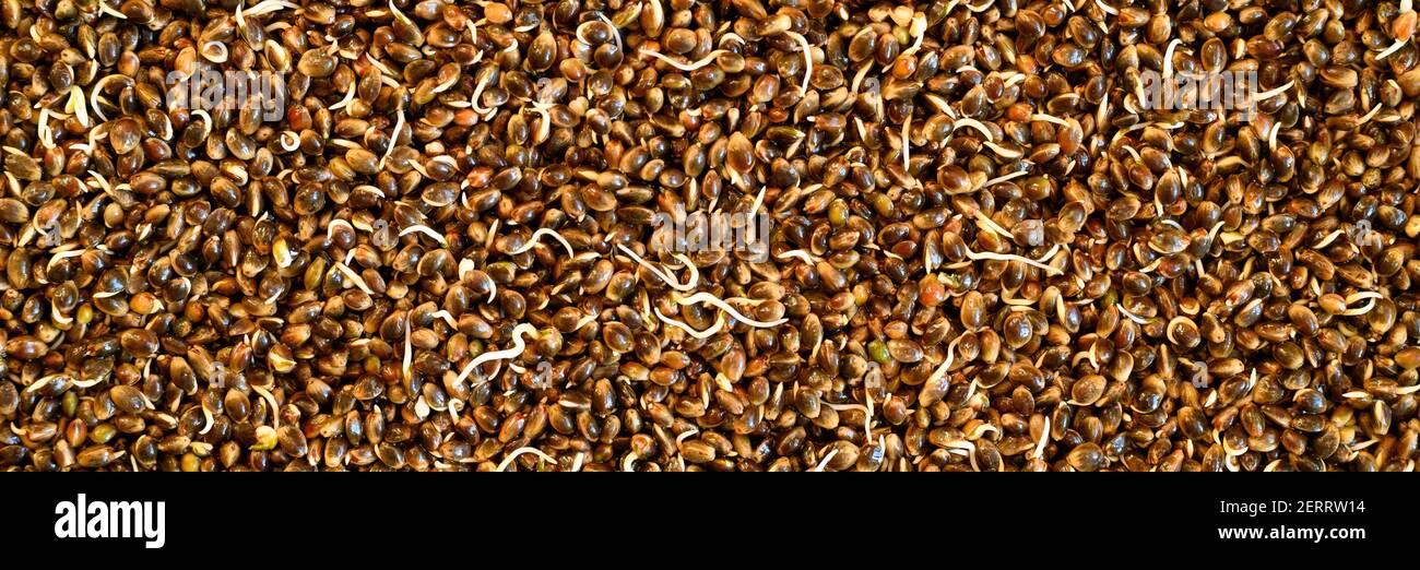 background of sprouted seeds of food hemp. banner Stock Photo - Alamy