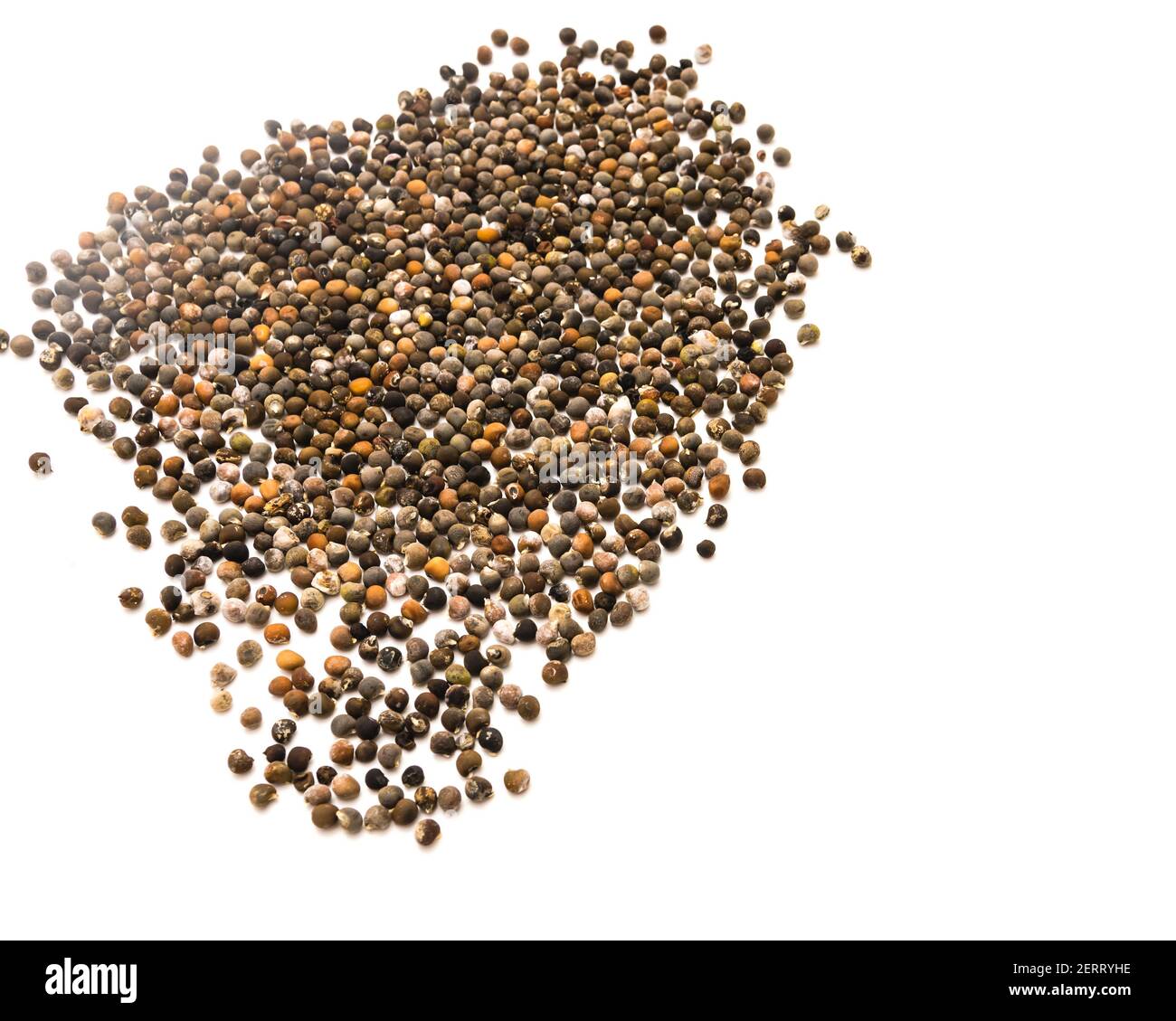 Many okra or lady fingers, abelmoschus esculentus seeds spreading ...