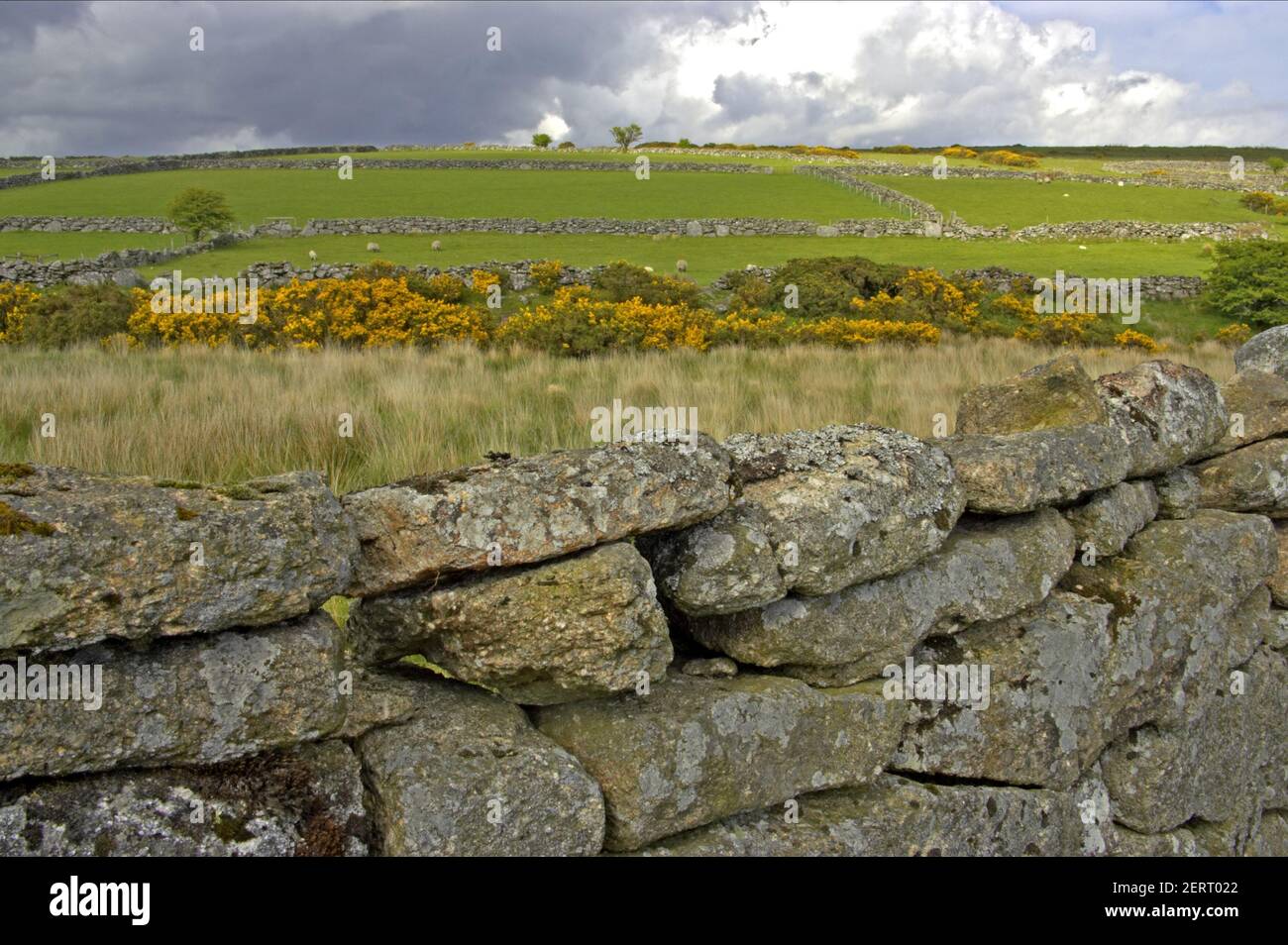 Drystone Walling in fertile valley Princetown area Dartmoor National ...