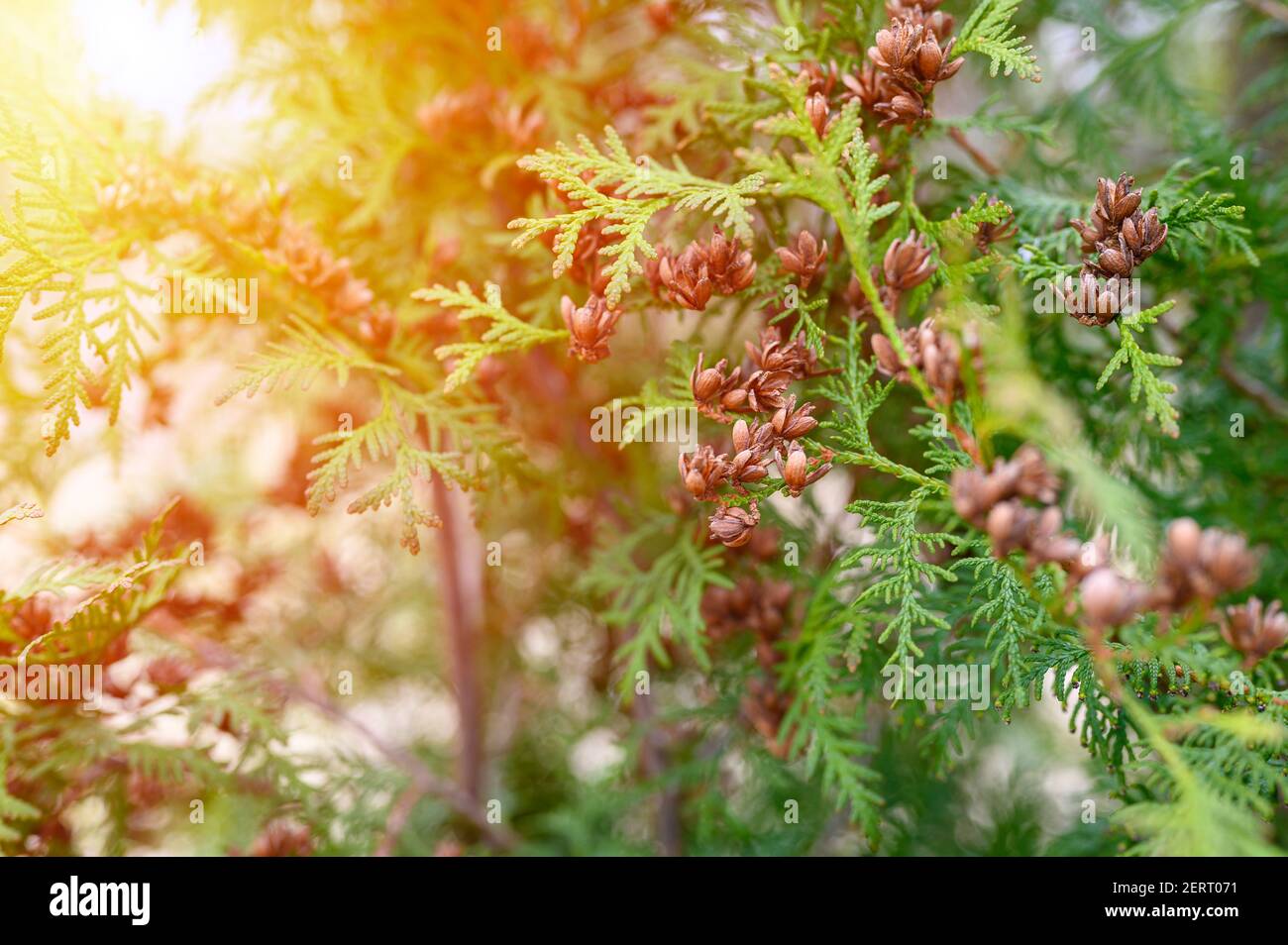 mature cones oriental arborvitae and foliage thuja. close up of bright ...