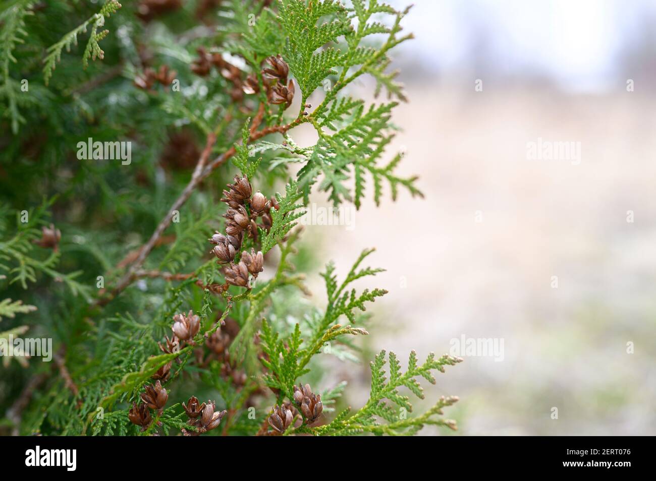 mature cones oriental arborvitae and foliage thuja. close up of bright ...