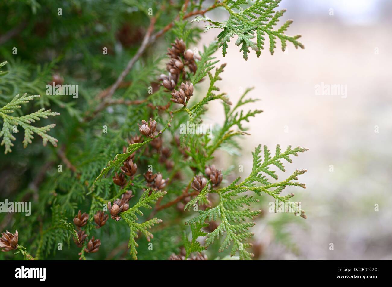 mature cones oriental arborvitae and foliage thuja. close up of bright ...