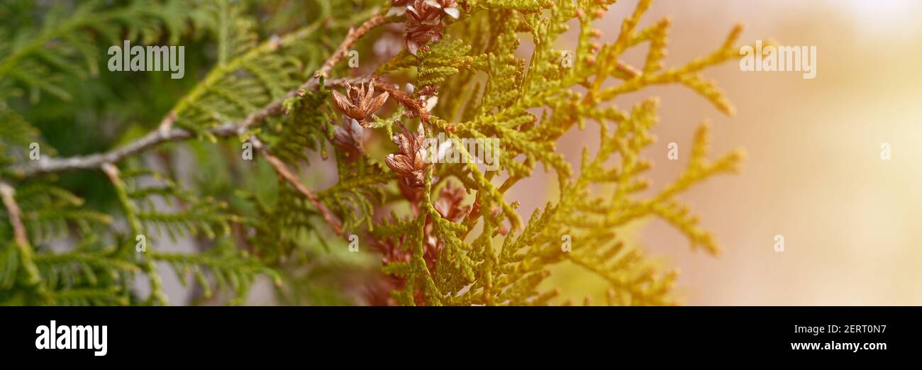 mature cones oriental arborvitae and foliage thuja. close up of bright ...