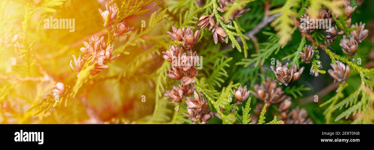 mature cones oriental arborvitae and foliage thuja. close up of bright ...