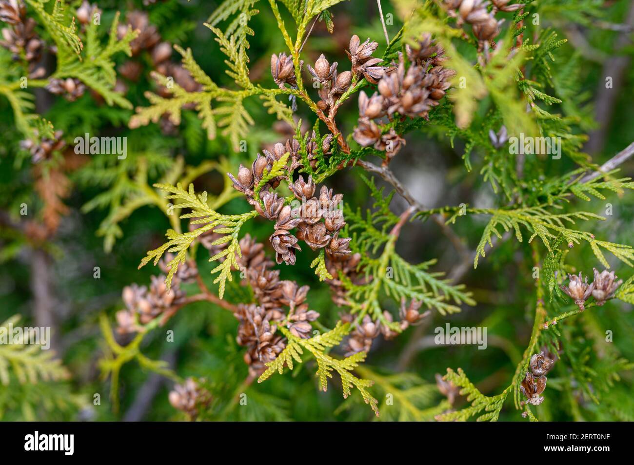 mature cones oriental arborvitae and foliage thuja. close up of bright ...