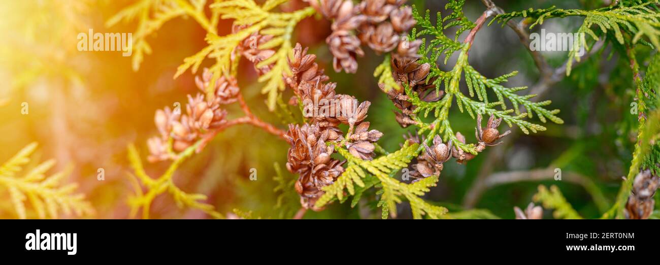 mature cones oriental arborvitae and foliage thuja. close up of bright ...
