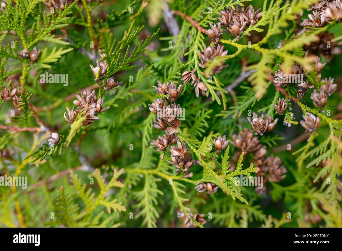 mature cones oriental arborvitae and foliage thuja. close up of bright ...