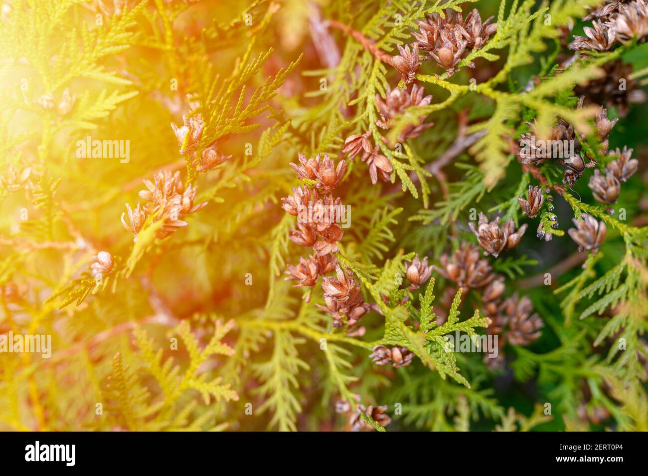 mature cones oriental arborvitae and foliage thuja. close up of bright ...