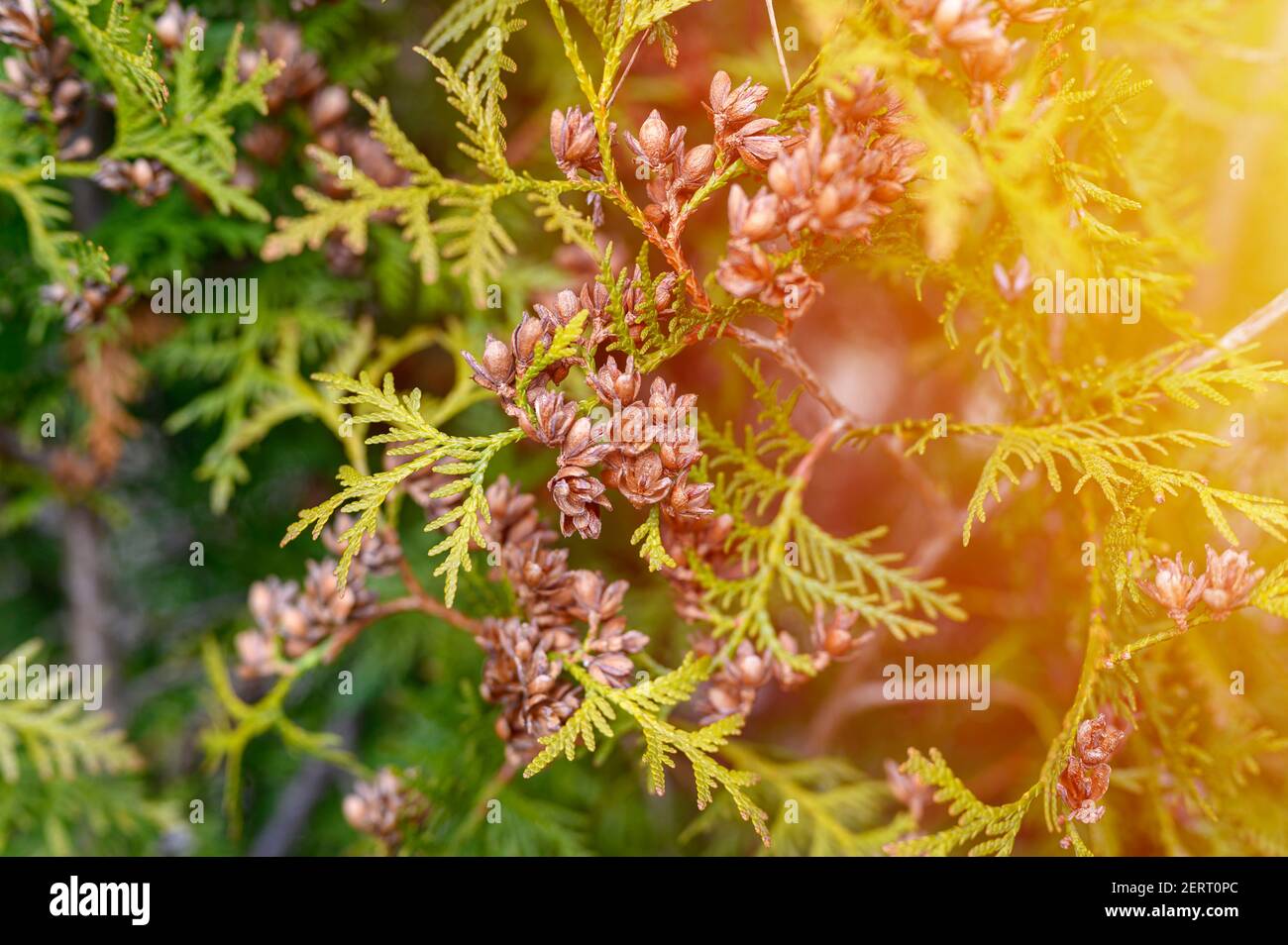 mature cones oriental arborvitae and foliage thuja. close up of bright ...