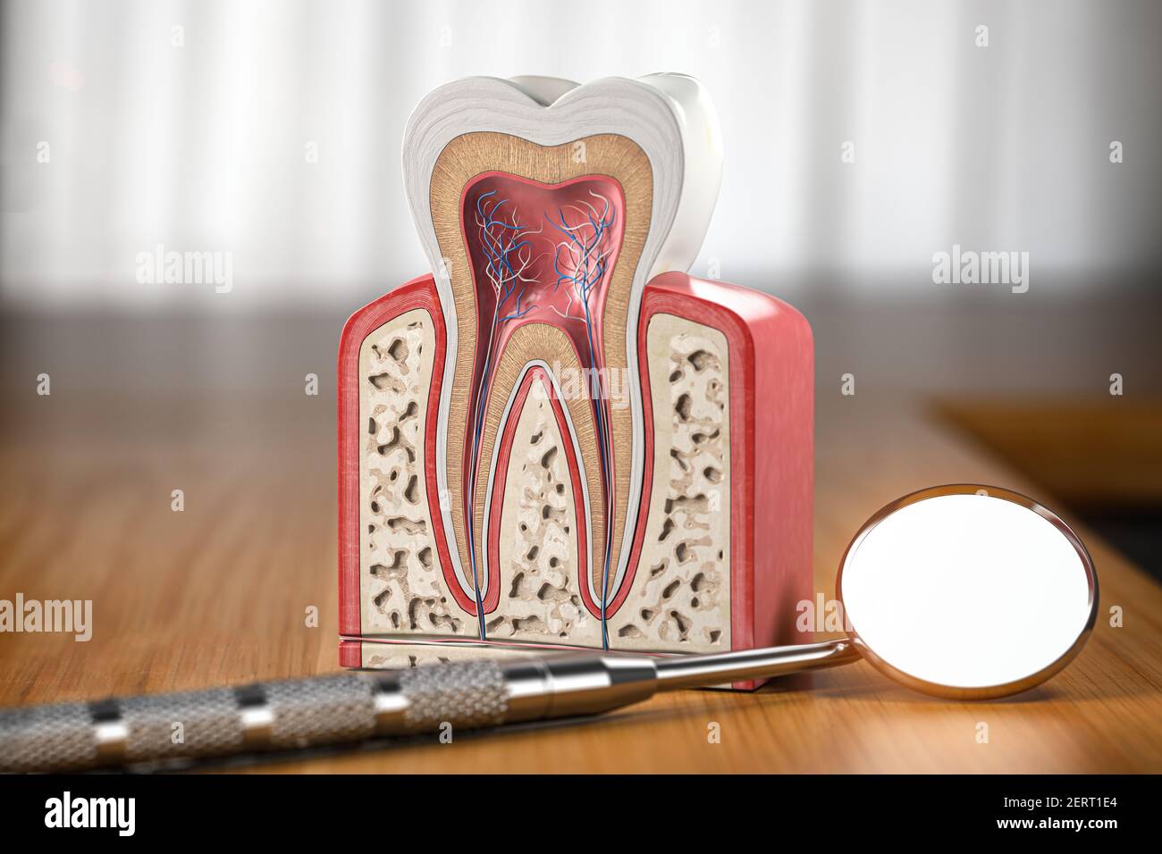 Tooth model cross section with dental mirror tool on wooden table ...