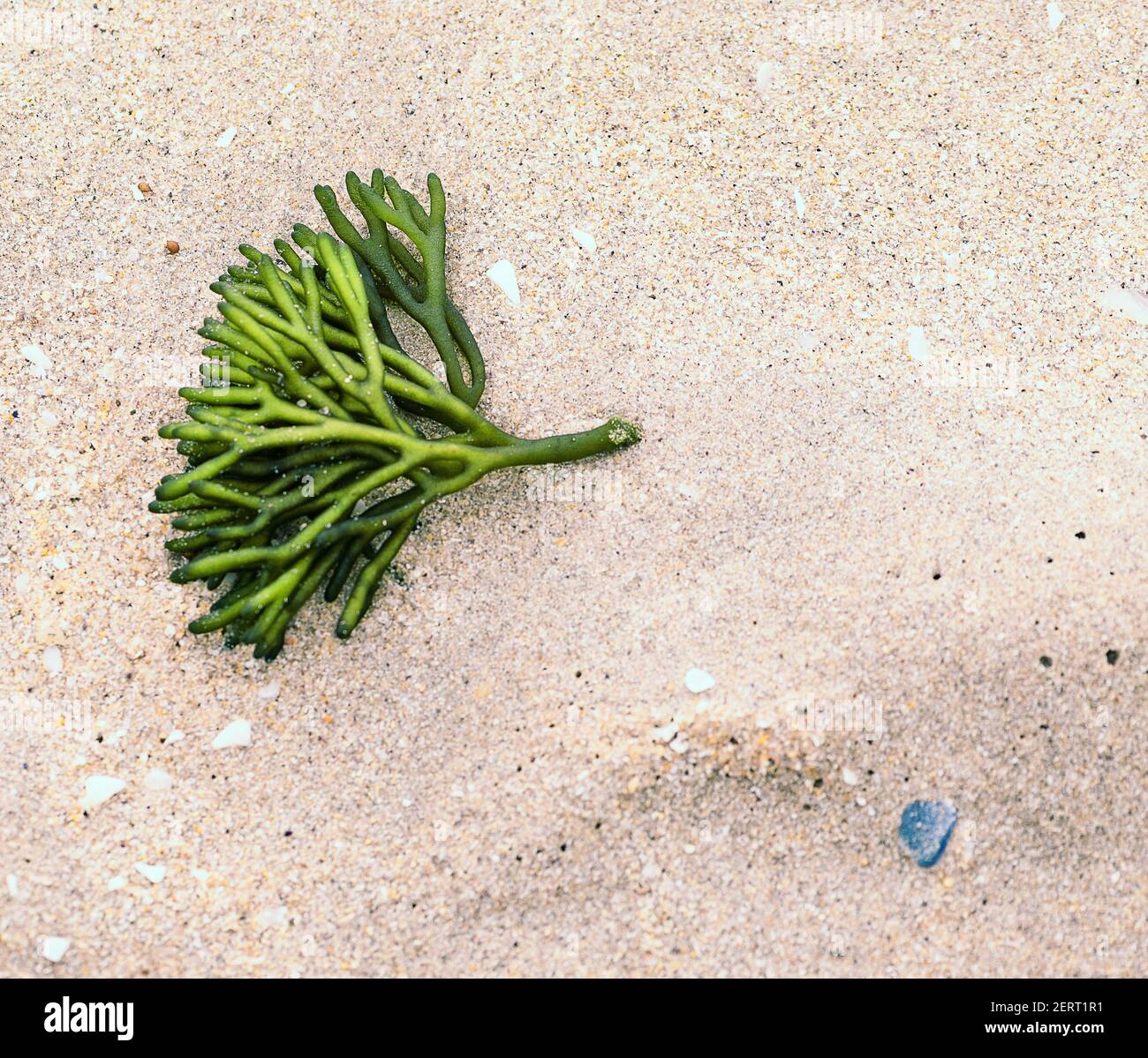 Seaweed stem hi-res stock photography and images - Alamy