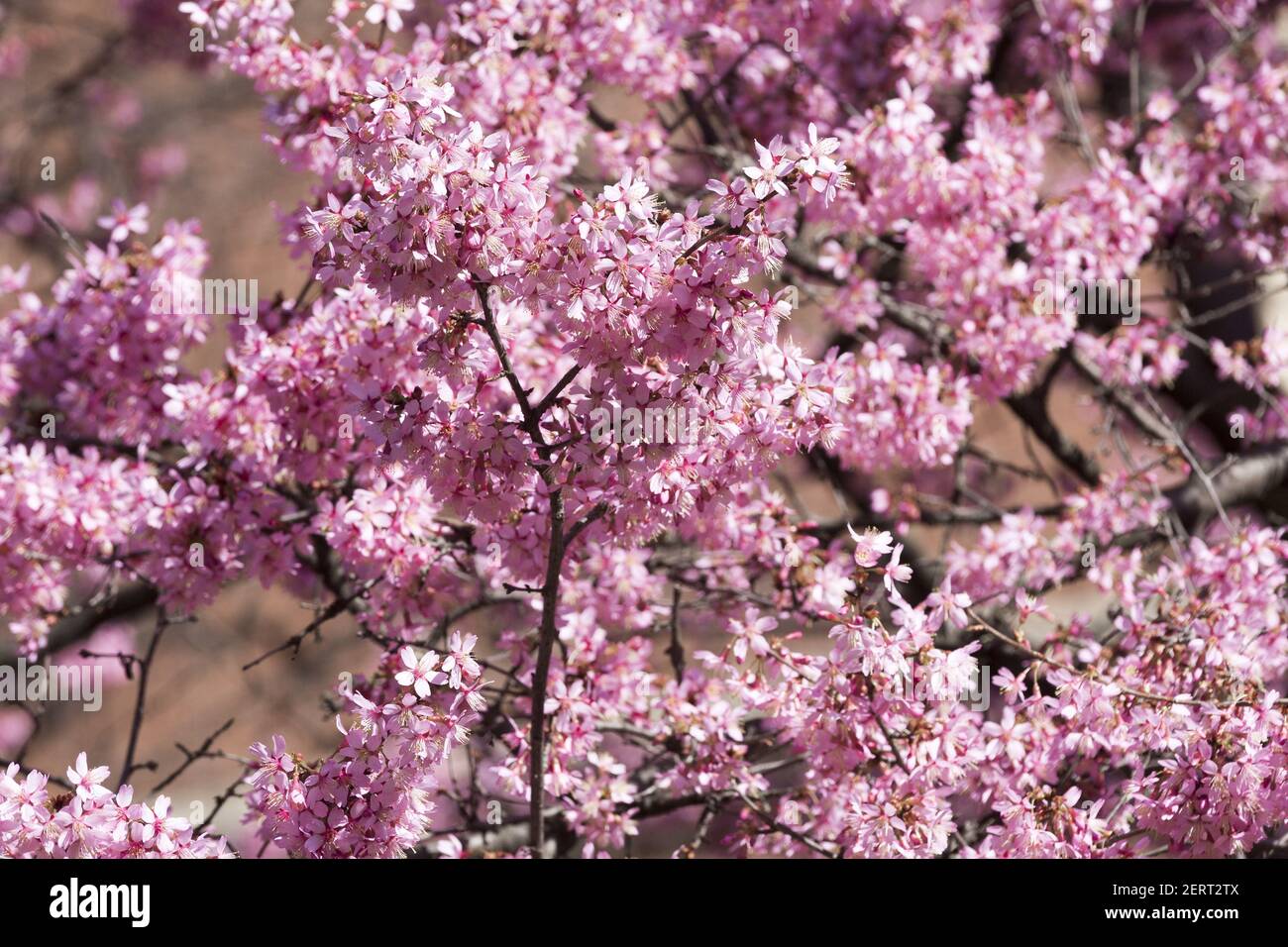 Spring rebirth hi-res stock photography and images - Alamy