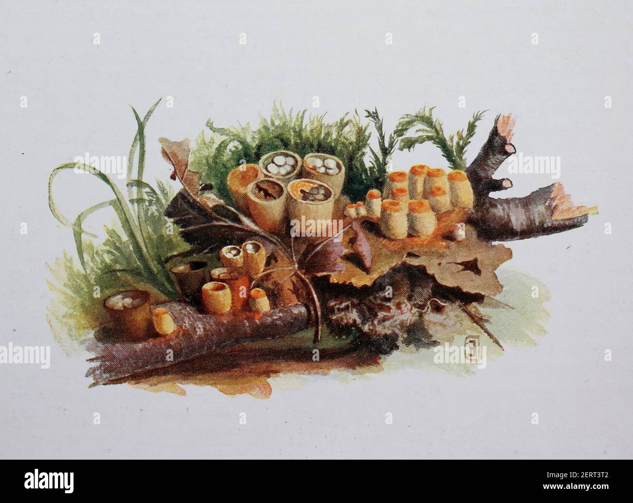 Crucibulum hi-res stock photography and images - Alamy