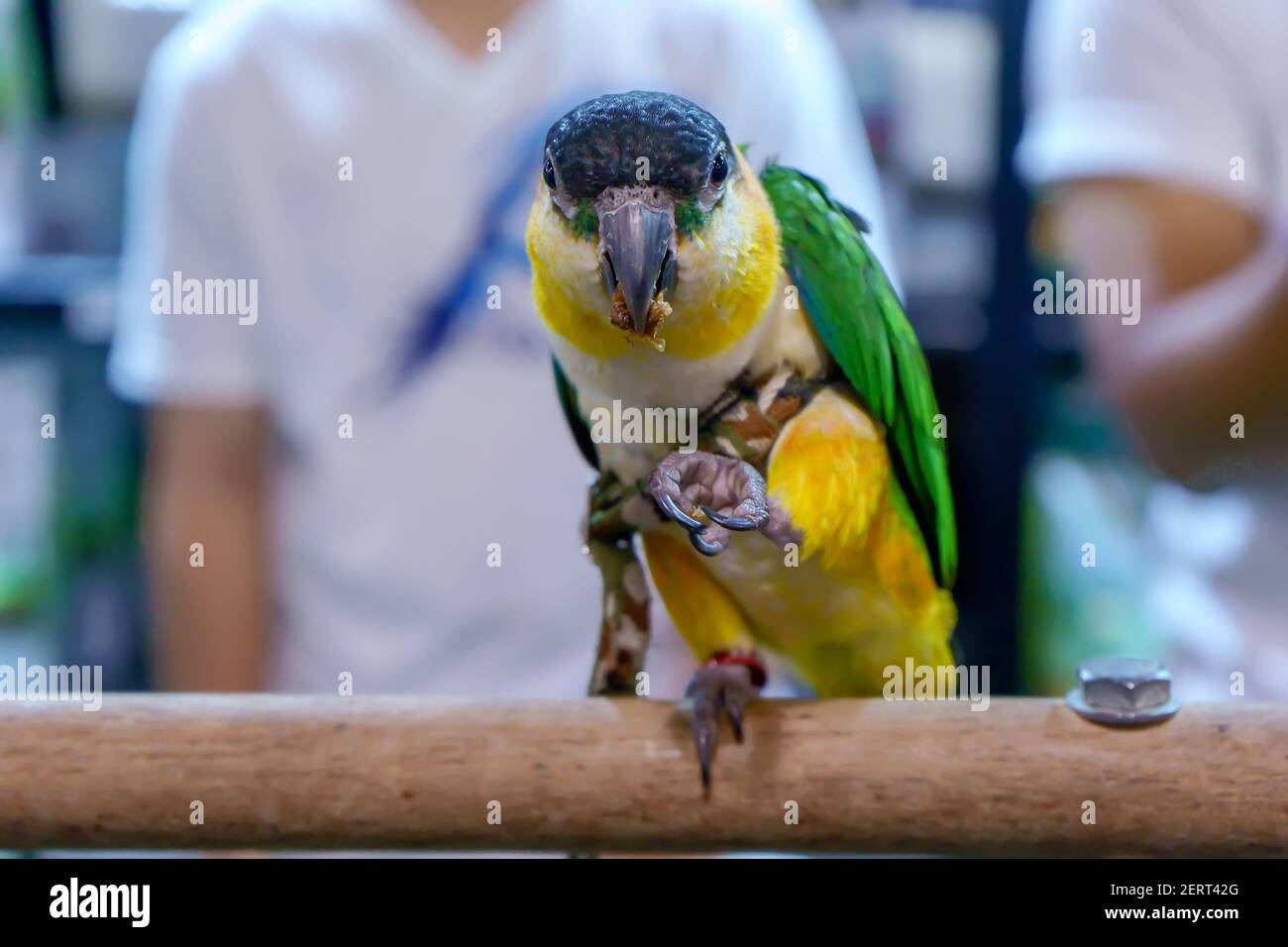Parrot perched on a branch. Bird is a popular pet in Thailand Stock ...