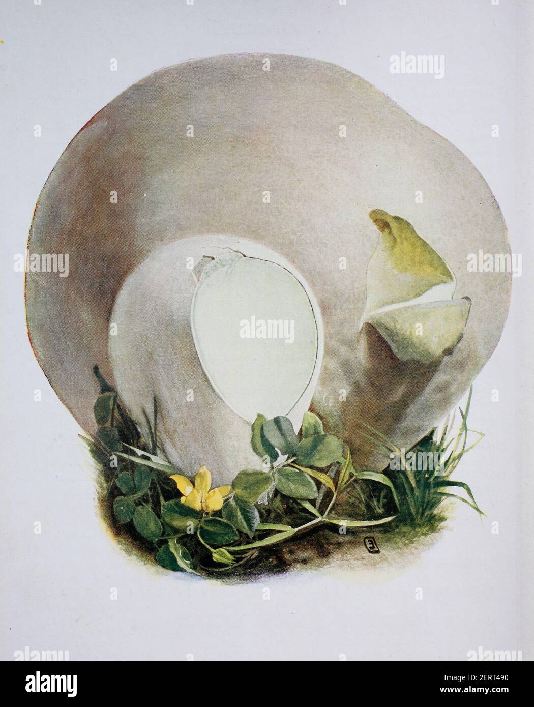 Lycoperdon is a genus of puffball mushrooms, Lycoperdon bovista ...