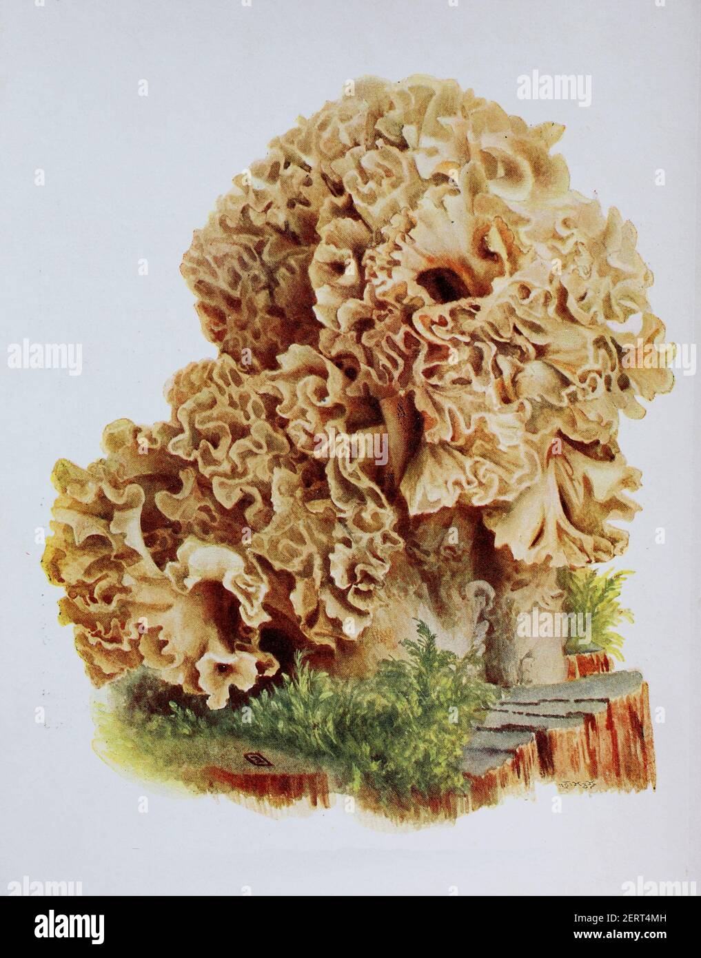 Species of fungus hi-res stock photography and images - Alamy