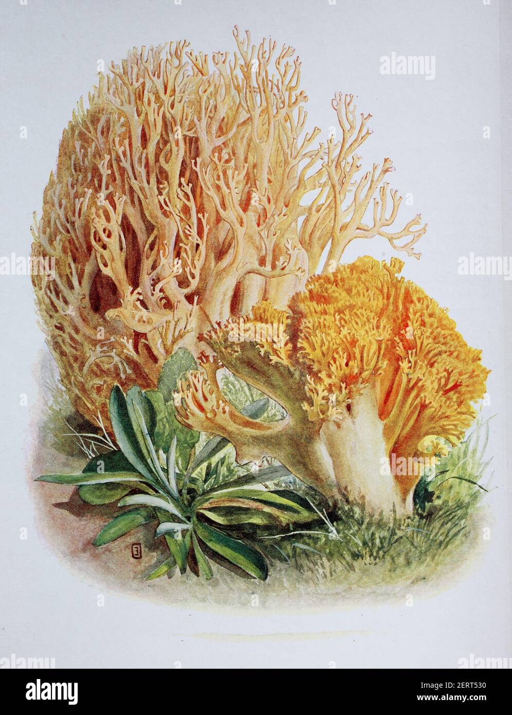 Yellow coral mushroom hi-res stock photography and images - Alamy