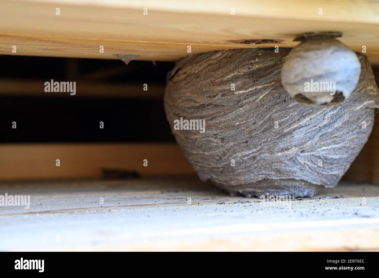 a nest or a hive of wild wasps in a niche under the roof of a wooden ...