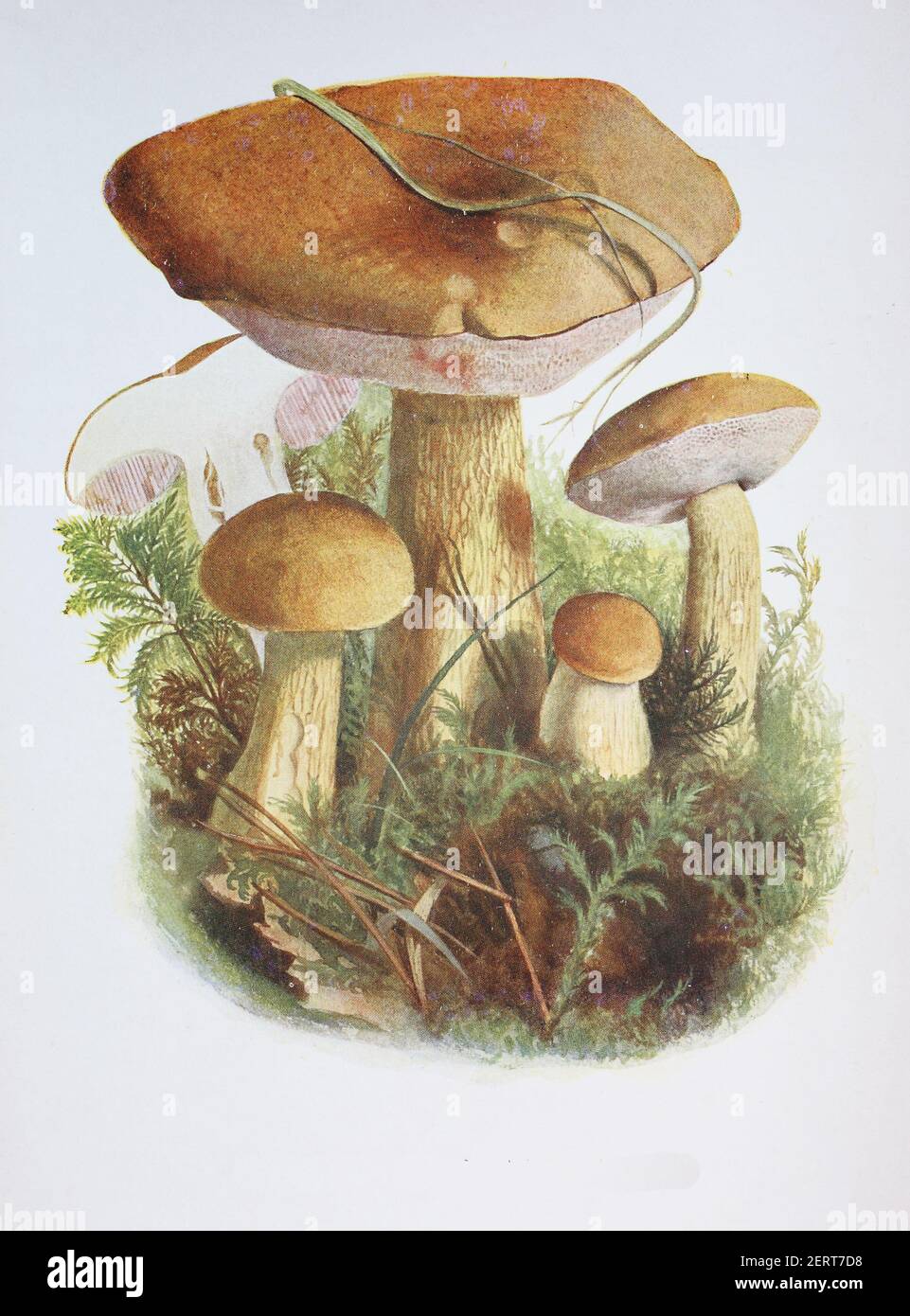Tylopilus felleus, commonly known as the bitter bolete or the bitter ...