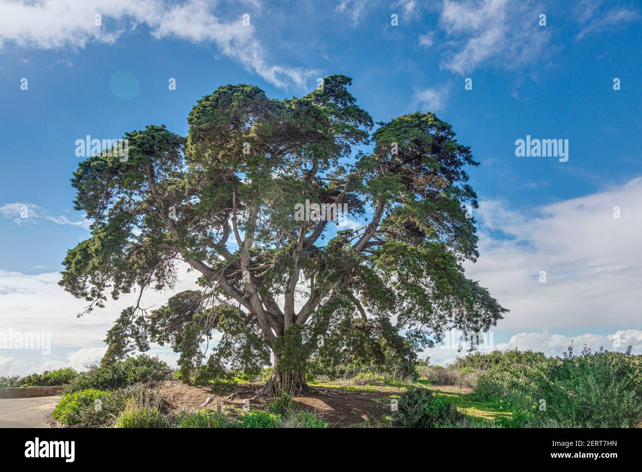 Branches of big tree hi-res stock photography and images - Alamy