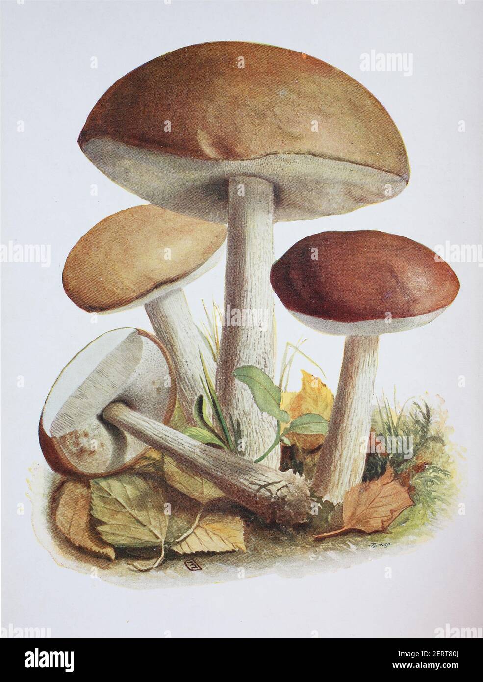 eccinum scabrum, commonly known as the rough-stemmed bolete, scaber ...
