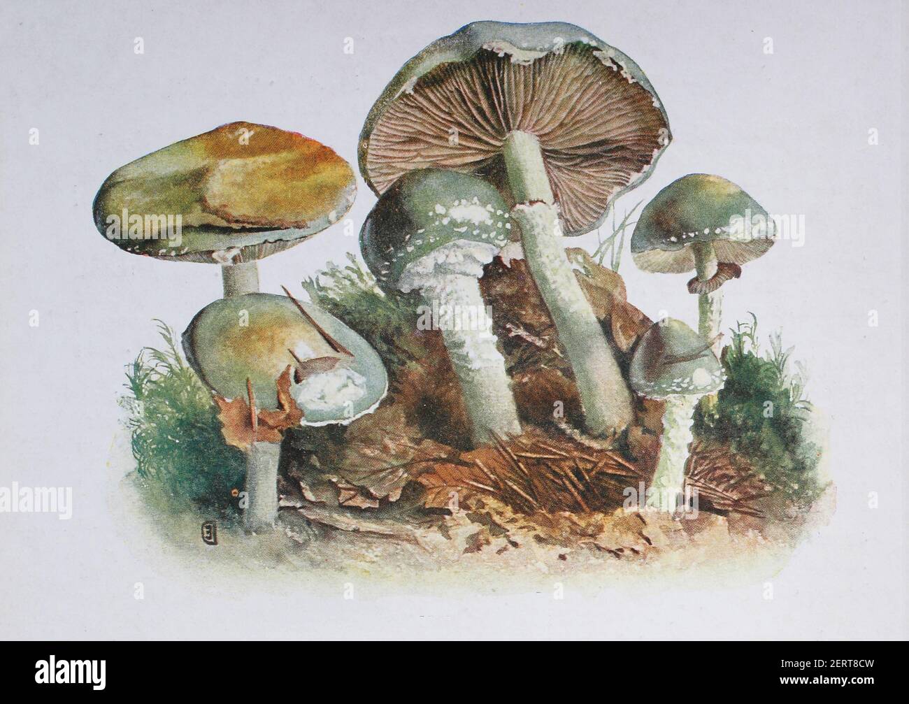 Stropharia aeruginosa, commonly known as the verdigris agaric, digital ...