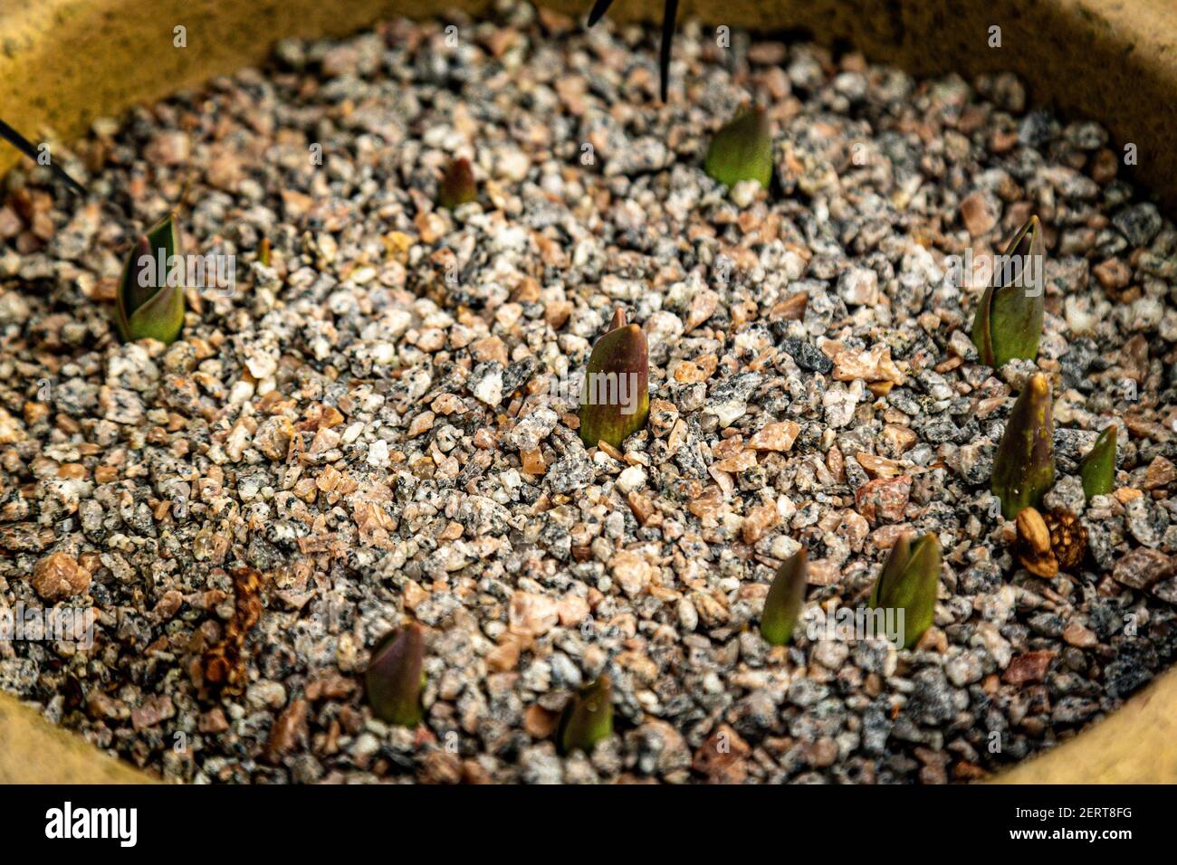 Tulips push through the grit covering a plant pot Stock Photo - Alamy