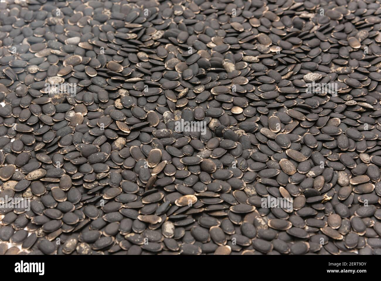 Gourd luffa seed hi-res stock photography and images - Alamy