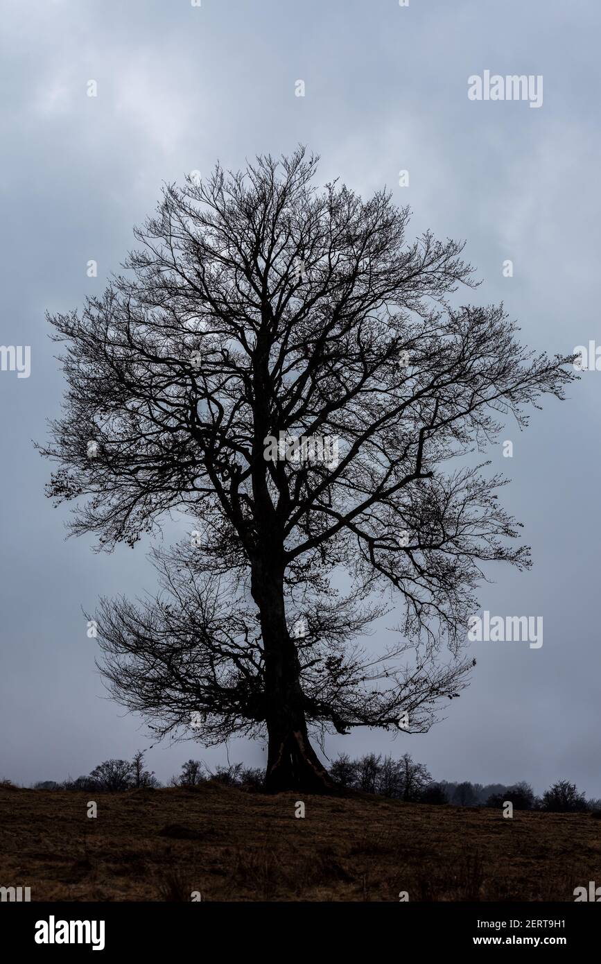 Beech tree silhouette hi-res stock photography and images - Alamy
