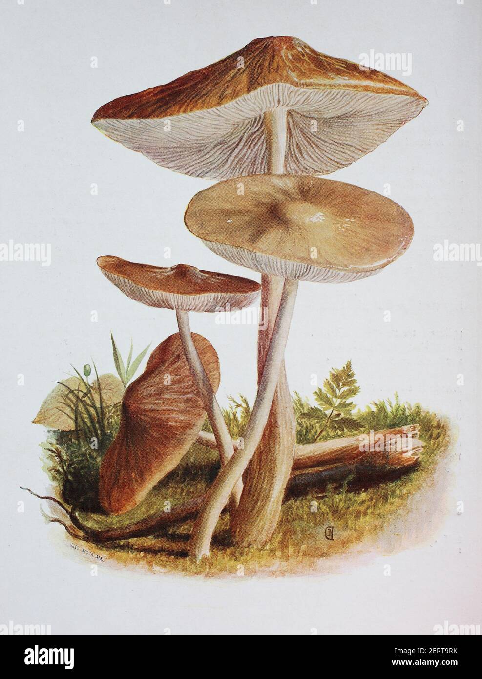 Xerula radicata, commonly known as the Deep Root mushroom, Collybia ...