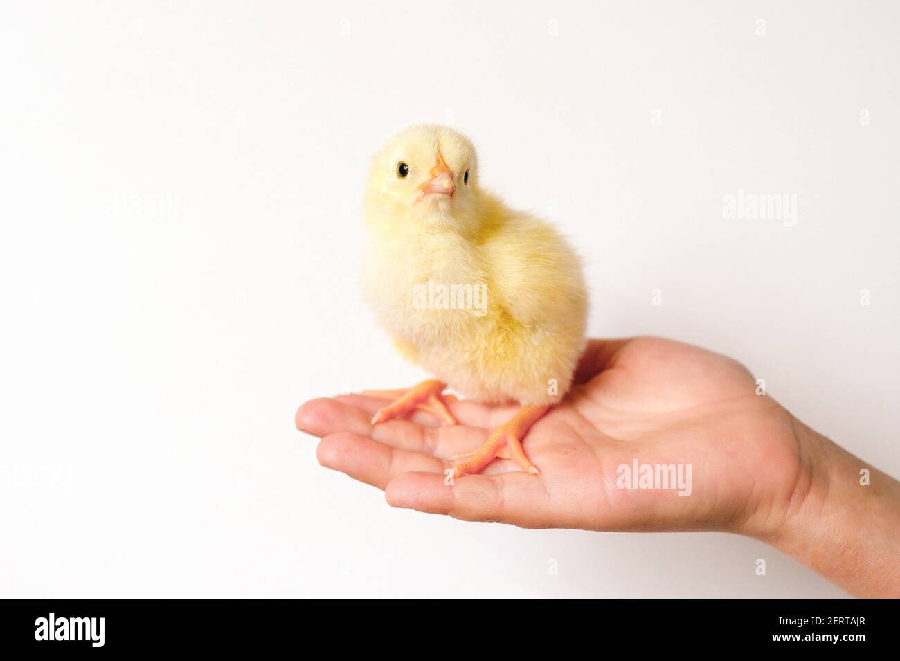 cute little tiny newborn yellow baby chick in kid's hand on white ...