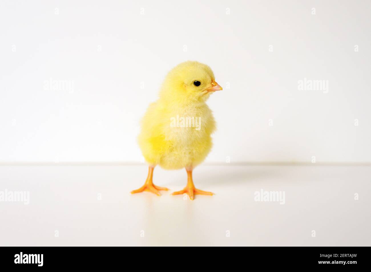 cute little tiny newborn yellow baby chick on white background Stock ...