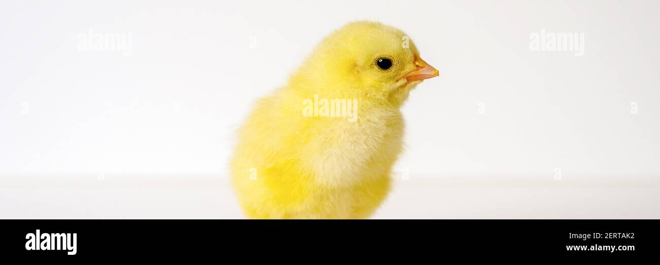 cute little tiny newborn yellow baby chick on white background. banner ...