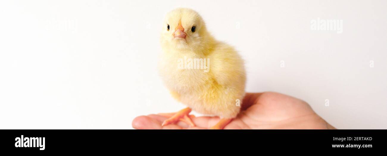 cute little tiny newborn yellow baby chick in kid's hand on white ...