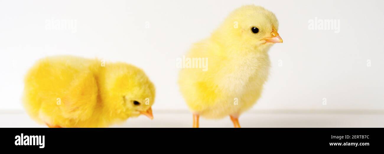 two cute little tiny newborn yellow baby chicks on white background ...