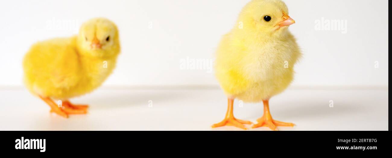 two cute little tiny newborn yellow baby chicks on white background ...