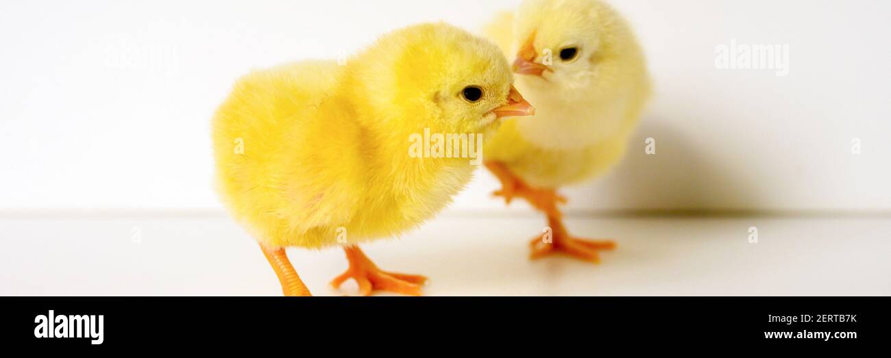 two cute little tiny newborn yellow baby chicks on white background ...