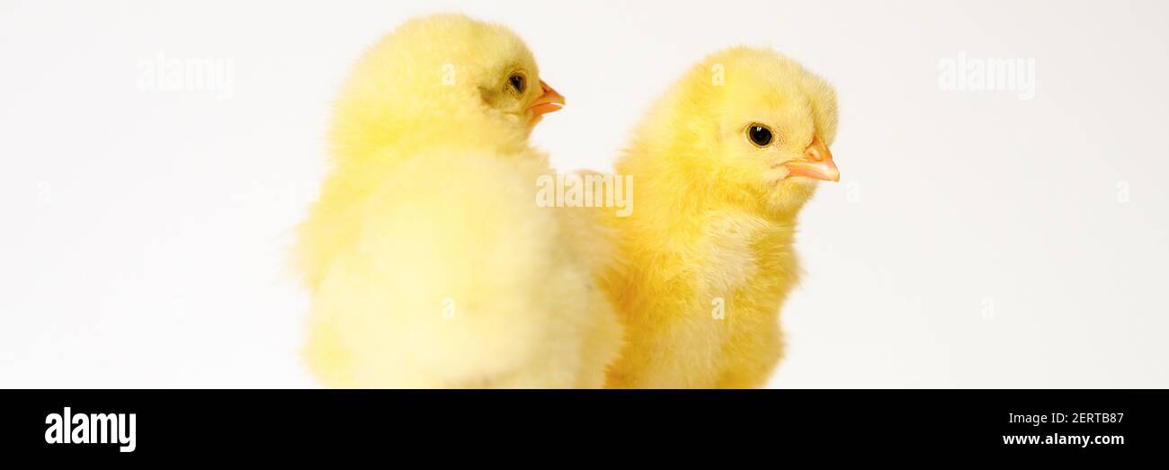 two cute little tiny newborn yellow baby chicks on white background ...