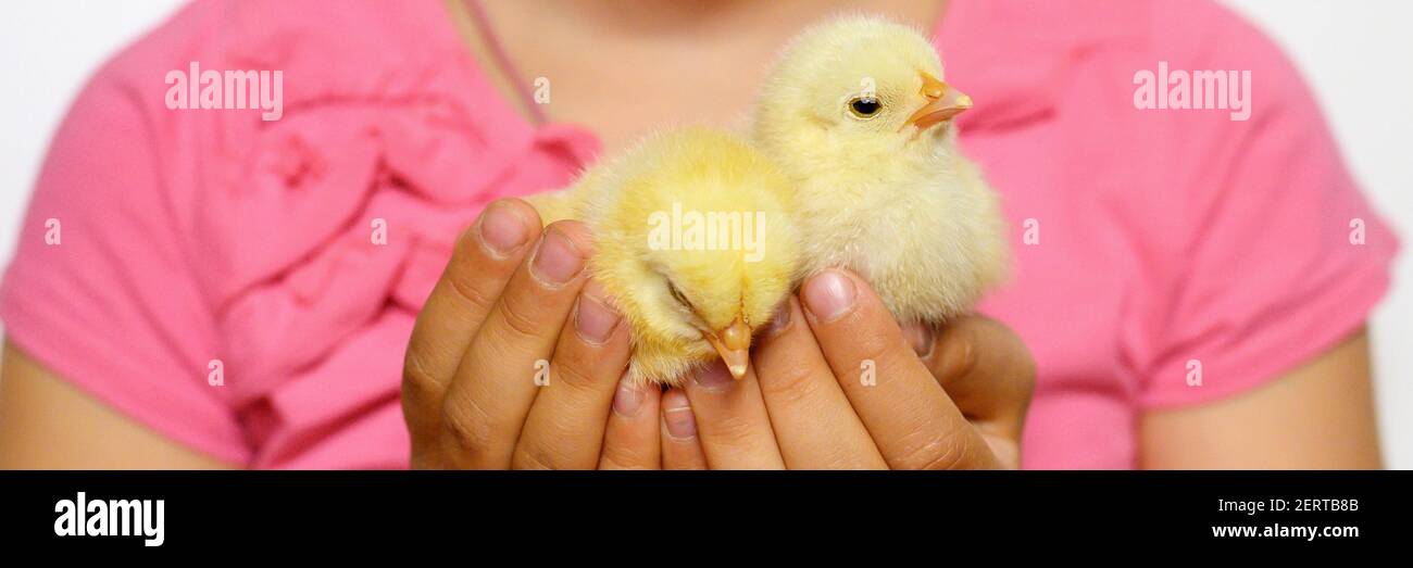 two cute tiny newborn yellow baby chicks in kid's girl hands. banner ...